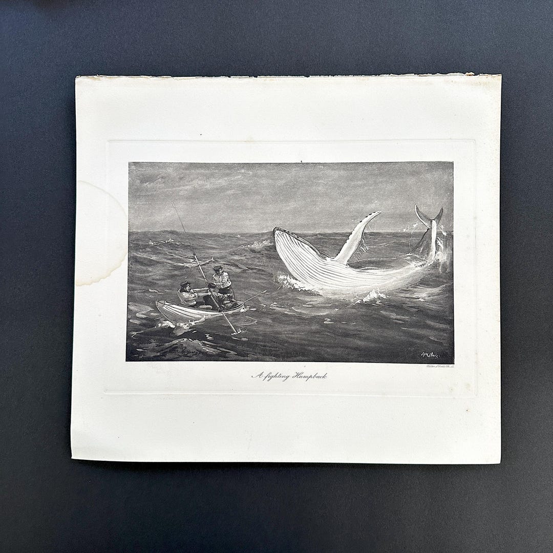 C. 1904 HUMPBACK WHALES Lithograph • Original Antique Print • Marine ...