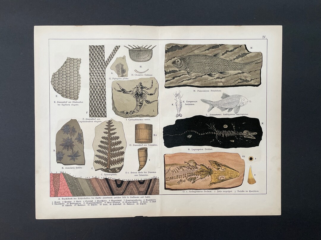 C. 1878 LARGE FOSSIL Lithograph • Original Antique Print • Prehistoric ...