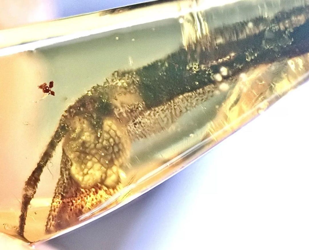 RARE! 99MYO PRESERVED LIZARD Head & Upper Body in Burmite Amber Fossil ...