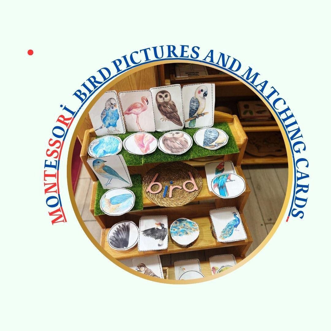 Bird Parts Matching Cards | Montessori-inspired PDF | Learn Bird ...