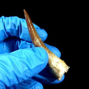 Rare Plesiosaurus Tooth Fossil - Jurassic Era - Morocco Upper ...