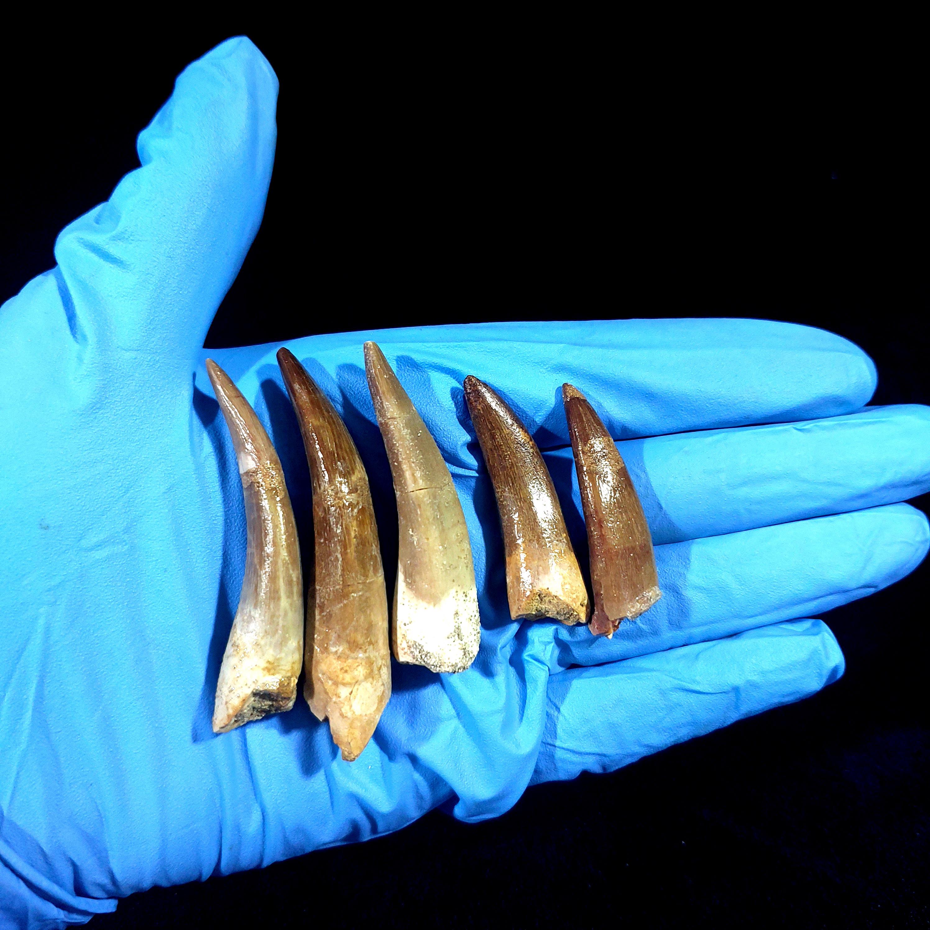 5 Authentic Plesiosaur Fossil Teeth – Zarafasaura Oceanis | Rare ...
