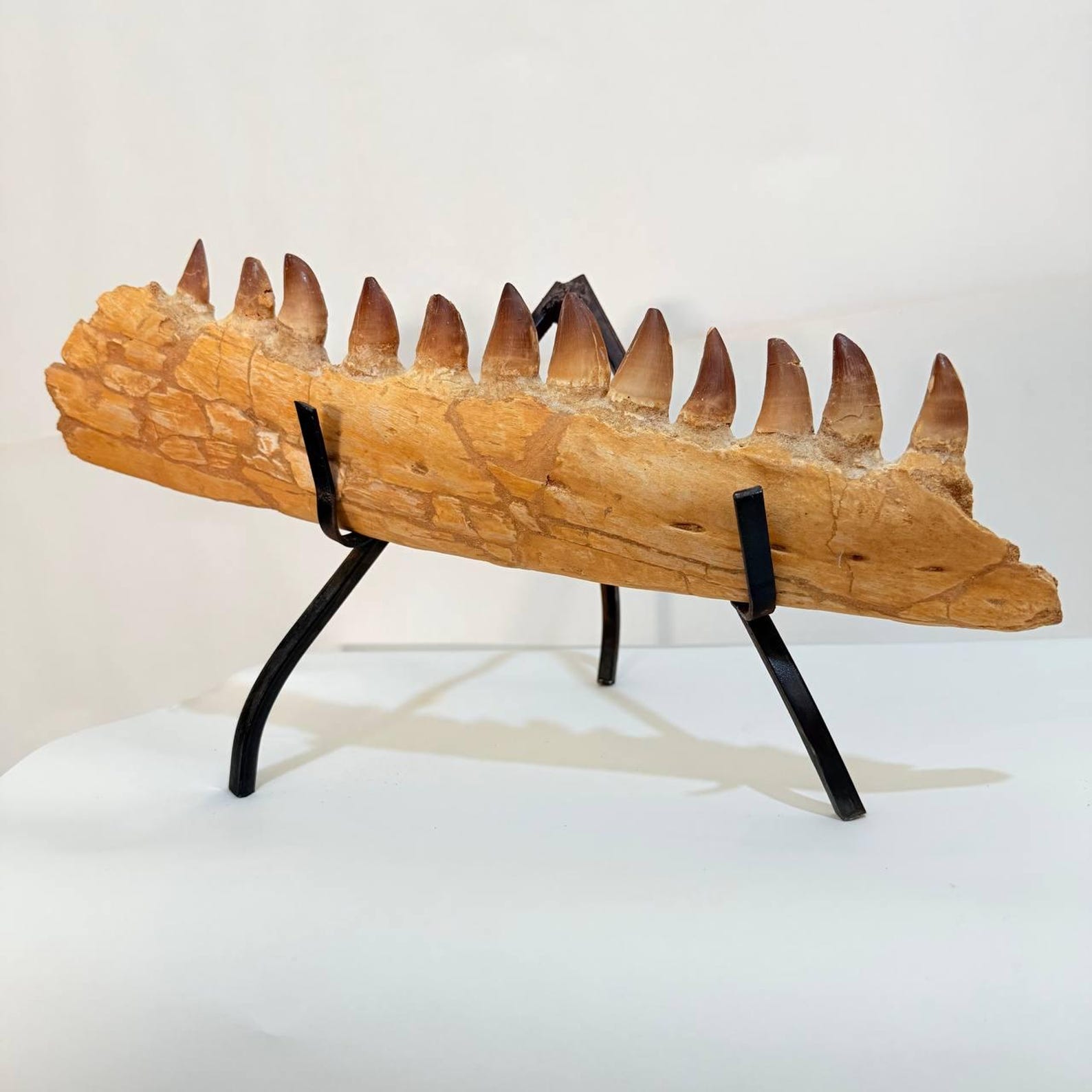 Mosasaurus Jaw Fossil: Authentic Cretaceous Marine Predator From ...