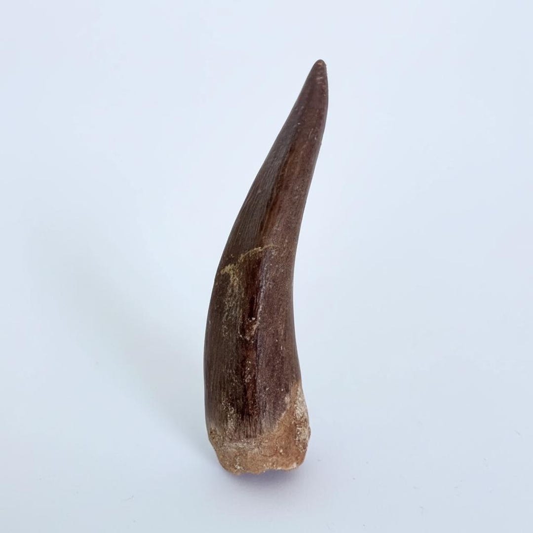 Authentic Plesiosaurus Tooth Fossil | Marine Reptile | Natural ...