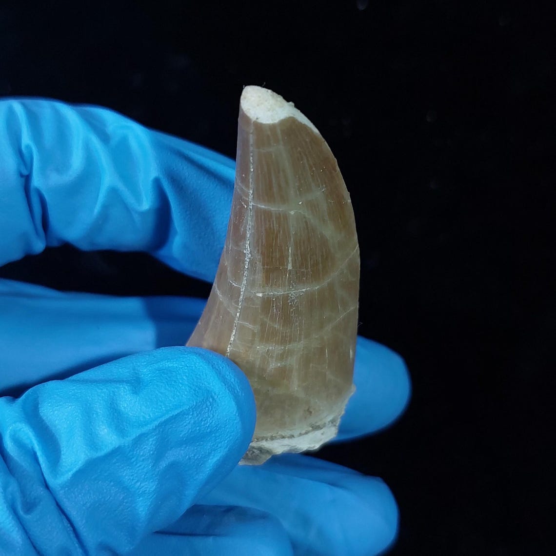 Tylosaurus Tooth: Rare Mosasaur Fossil (1.96 In) - Etsy