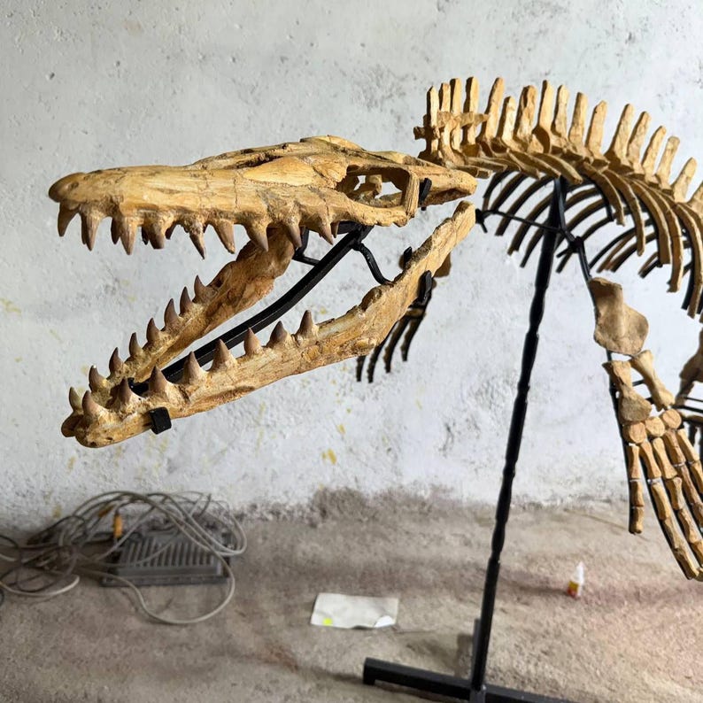 Exceptional Mosasaur Fossil Skeleton – 78-inch Dinosaur-era Marine ...