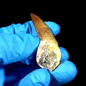 Rare Plesiosaurus Tooth Fossil - Jurassic Era - Morocco Upper ...