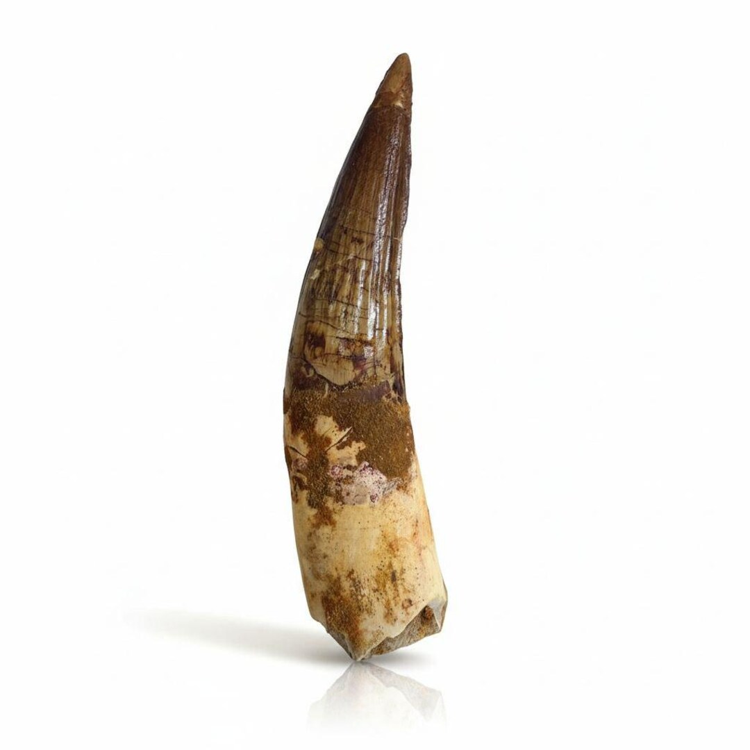 Spinosaurus Dinosaur Relic | Authentic Cretaceous Predator Specimen - Etsy
