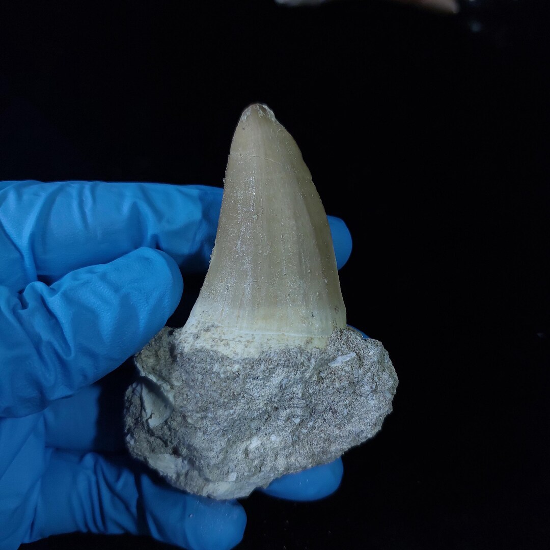 Finest Quality Tylosaurus Tooth Rare Mosasaurus Fossilized Dinosaur ...