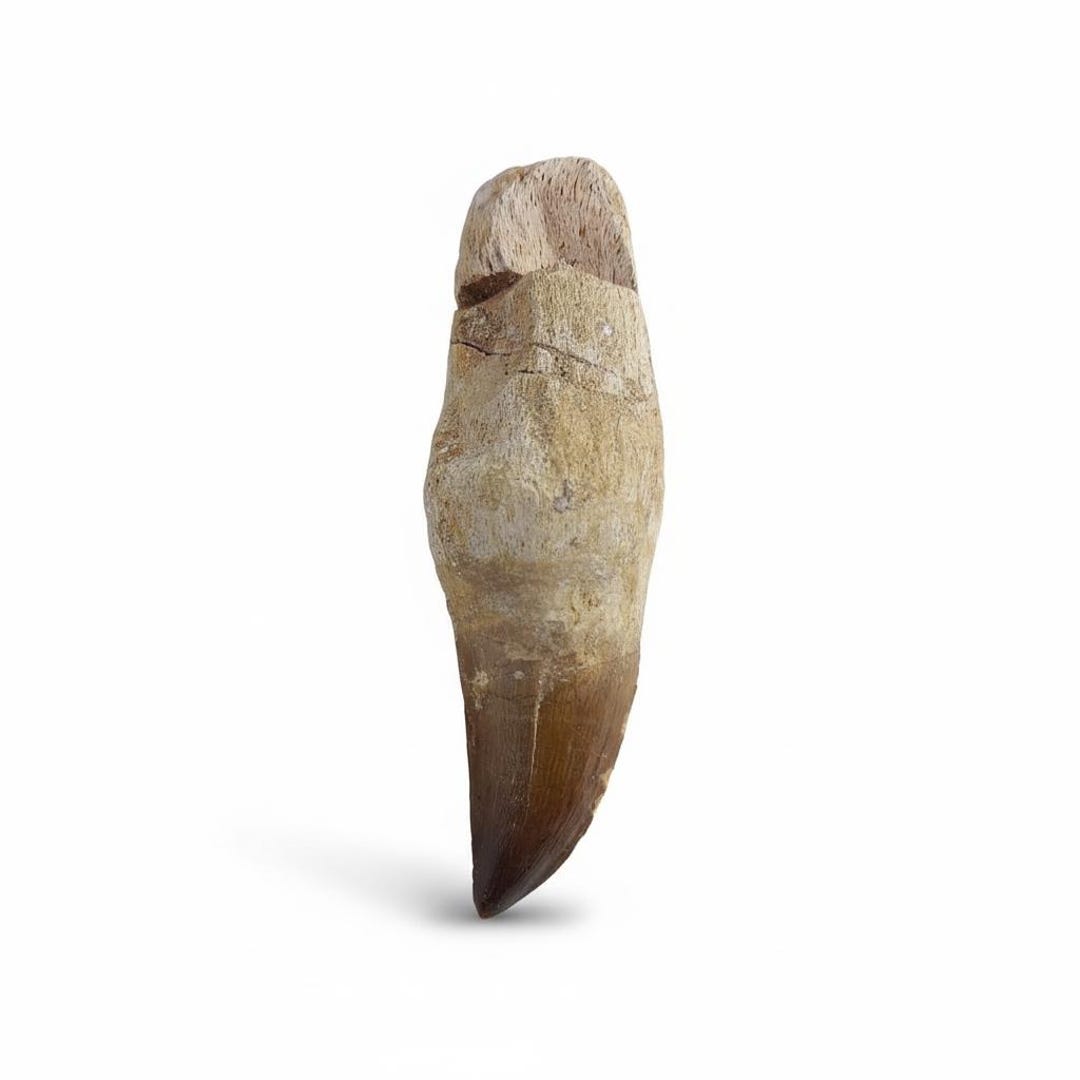 Large Mosasaur Tooth With Complete Root | Massive Dinosaur Fossil - Etsy