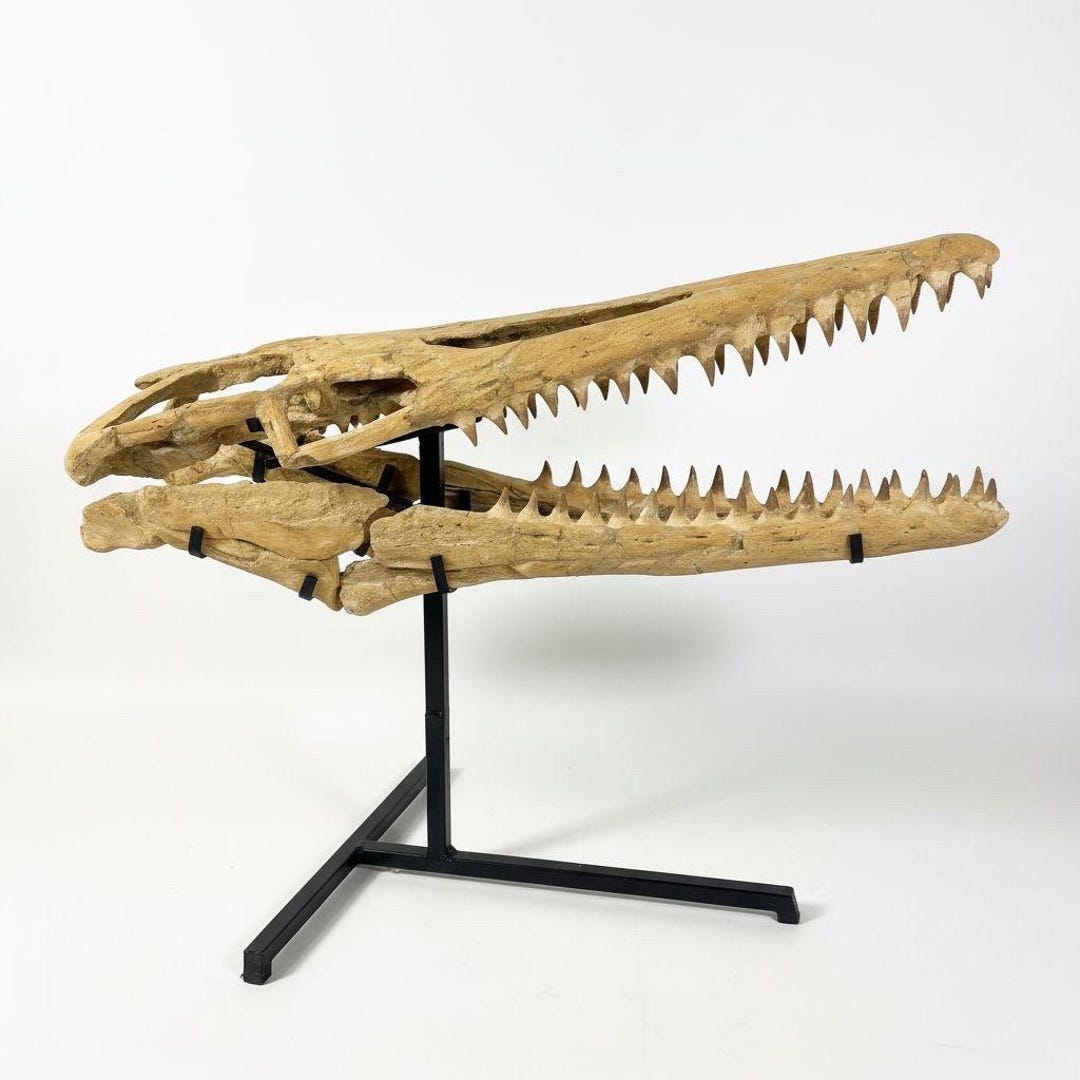 Fossilized Mosasaur Skull – Mosasaurus Sp – Authentic Marine Reptile ...