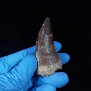 NICE Mosasaurus Water Dinosaur Tooth- AUTHENTIC Fossilized Mosasaur ...