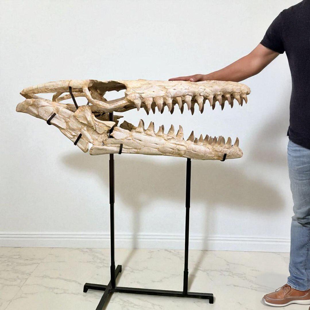 Rare Mosasaurus Beaugei Fossil Skull – Genuine Cretaceous Reptile ...