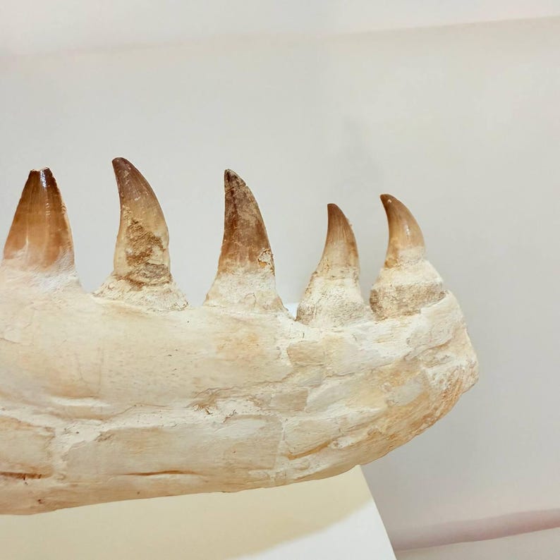 Real Mosasaurus Jaw Fossil: Cretaceous Marine Reptile, Morocco - Etsy