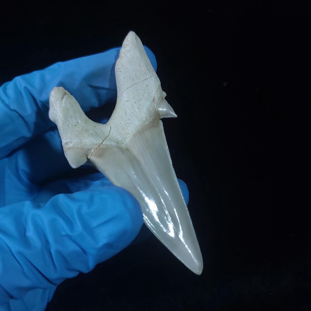 Real Deformed Shark Tooth Fossil (large), Otodus Obliquus Megalodon ...