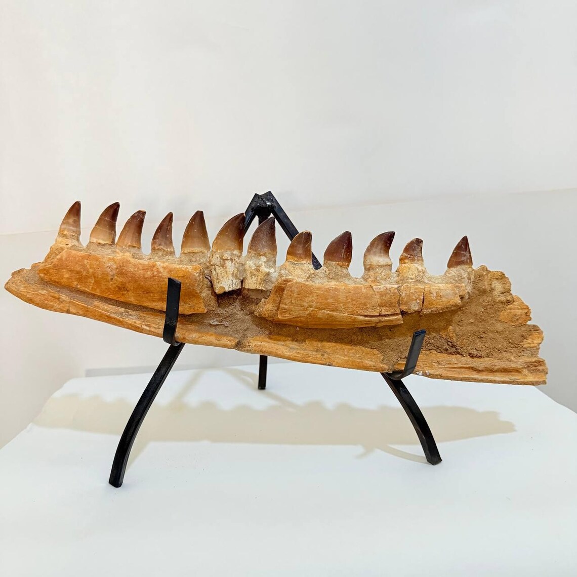Mosasaurus Jaw Fossil: Authentic Cretaceous Marine Predator From ...