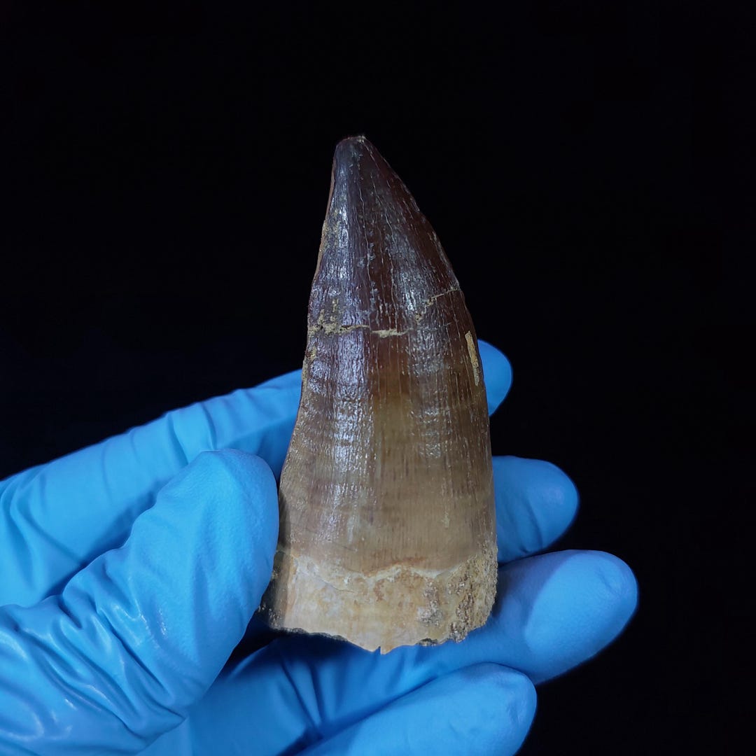 NICE Mosasaurus Water Dinosaur Tooth- AUTHENTIC Fossilized Mosasaur ...