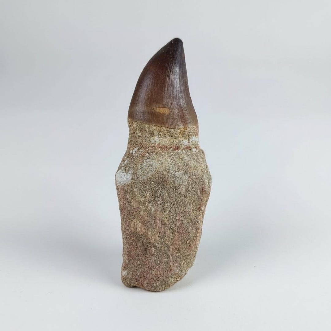 Huge Rooted Mosasaur Tooth Fossil | Giant Dinosaur Tooth With Root - Etsy