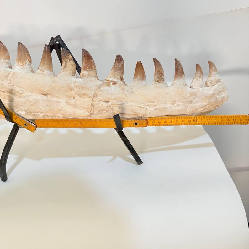 Real Mosasaurus Jaw Fossil: Cretaceous Marine Reptile, Morocco - Etsy