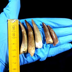 5 Authentic Plesiosaur Fossil Teeth – Zarafasaura Oceanis | Rare ...