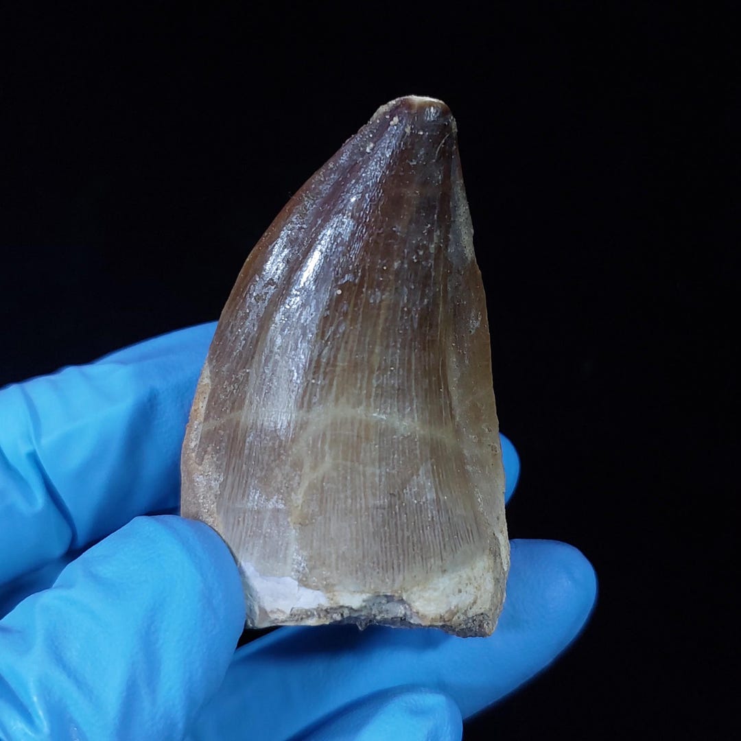 ORIGINAL Mosasaurus Water Dinosaur Tooth- AUTHENTIC Fossilized Mosasaur ...