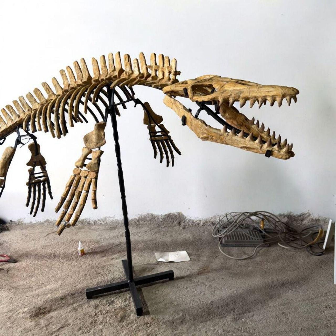 Exceptional Mosasaur Fossil Skeleton – 78-inch Dinosaur-era Marine ...