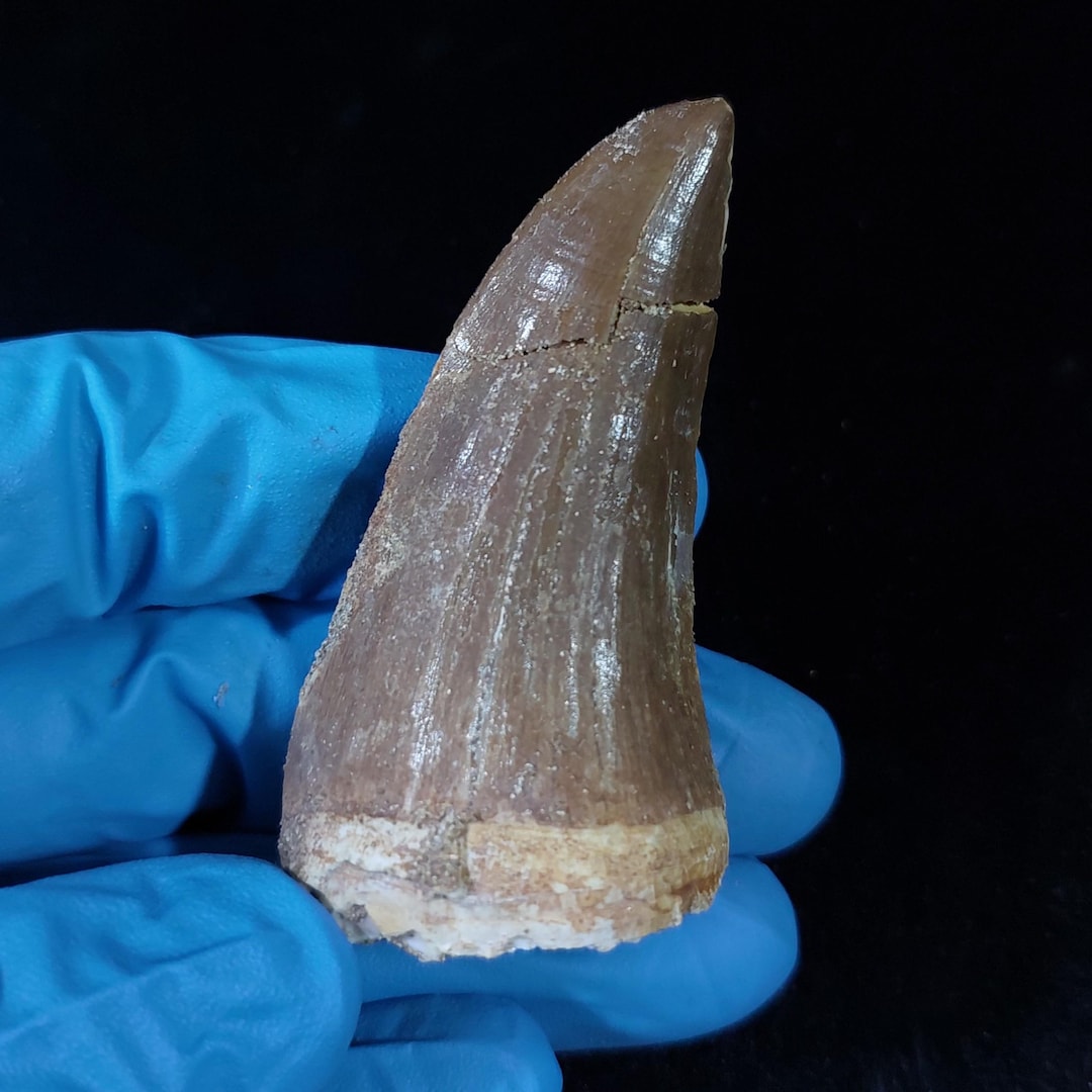 NICE Tylosaurus Tooth Rare Mosasaurus Fossilized Dinosaur Teeth - Etsy