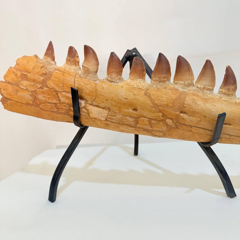 Mosasaurus Jaw Fossil: Authentic Cretaceous Marine Predator From ...