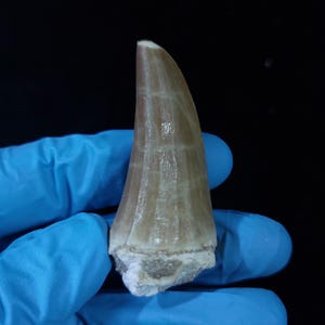 Tylosaurus Tooth: Rare Mosasaur Fossil (1.96 In) - Etsy
