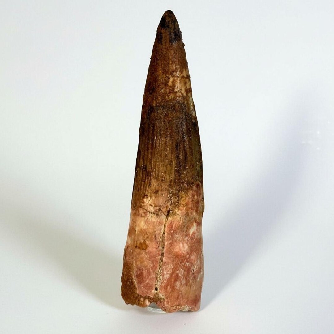 Giant Spinosaurus Dinosaur Relic | Authentic Cretaceous Predator ...