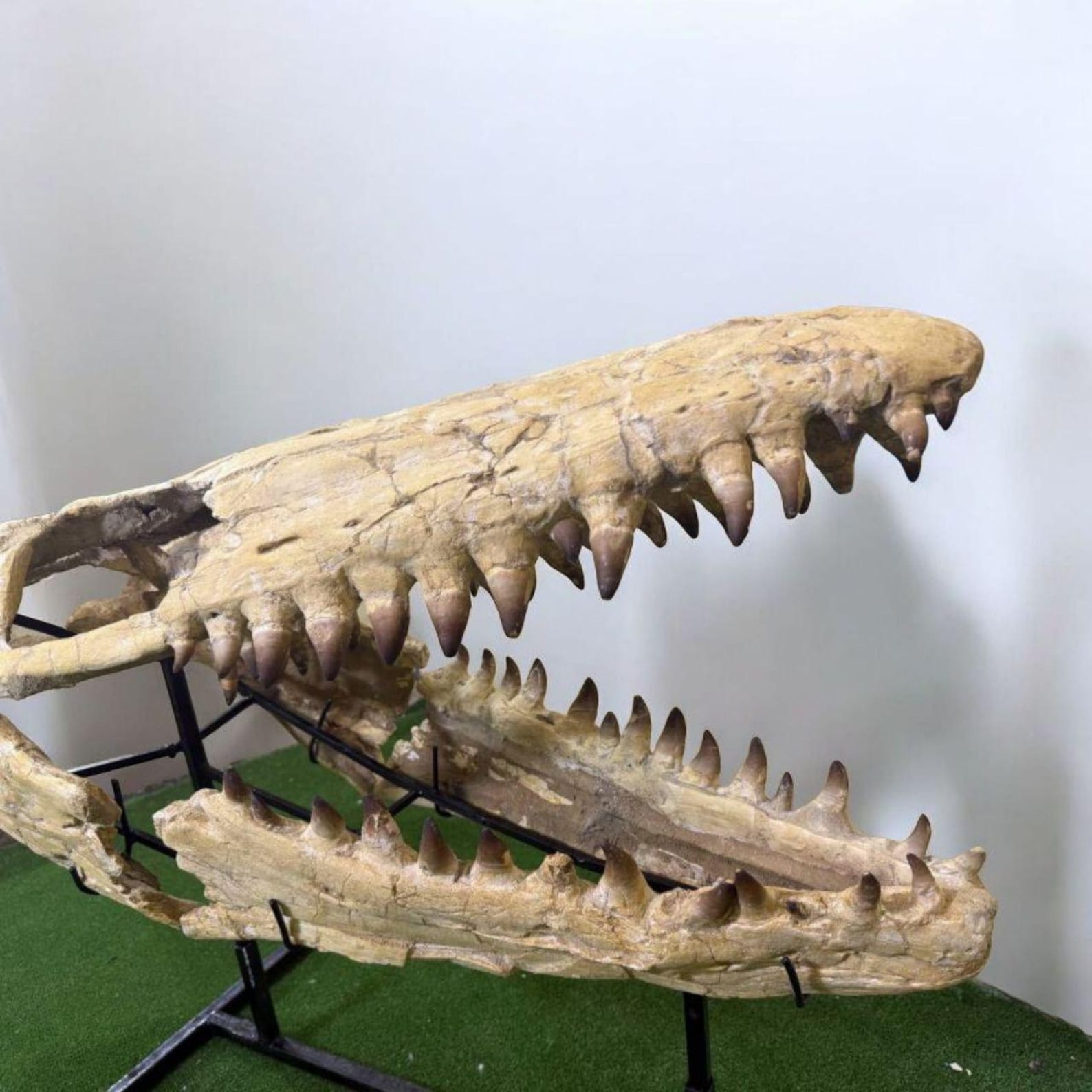 Massive Mosasaur Skull Fossil , Cretaceous Marine Reptile - 100cm ...