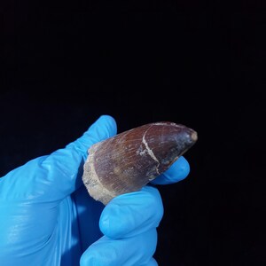 NICE Mosasaurus Water Dinosaur Tooth- AUTHENTIC Fossilized Mosasaur ...