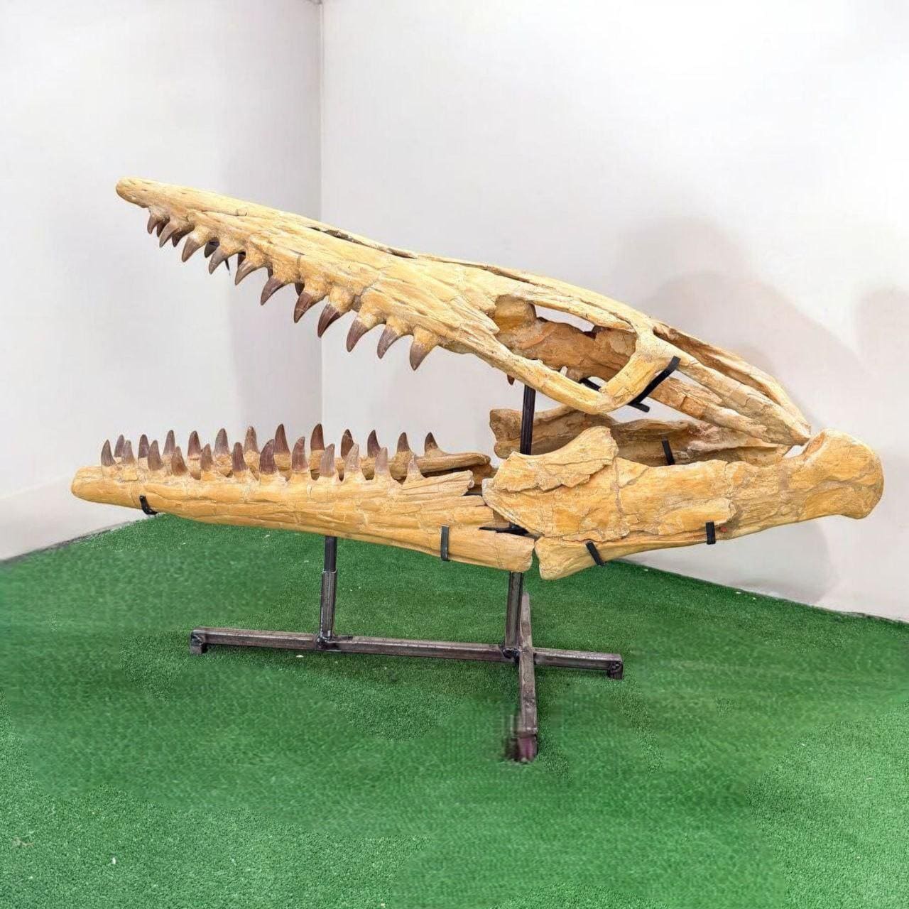 Original Fossilized Hainosaurus Skull Prehistoric Mosasaur Fossils ...