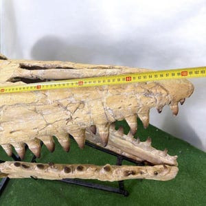 Massive Mosasaur Skull Fossil , Cretaceous Marine Reptile - 100cm ...