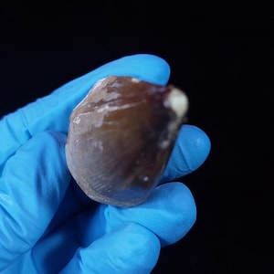 ORIGINAL Mosasaurus Water Dinosaur Tooth- AUTHENTIC Fossilized Mosasaur ...