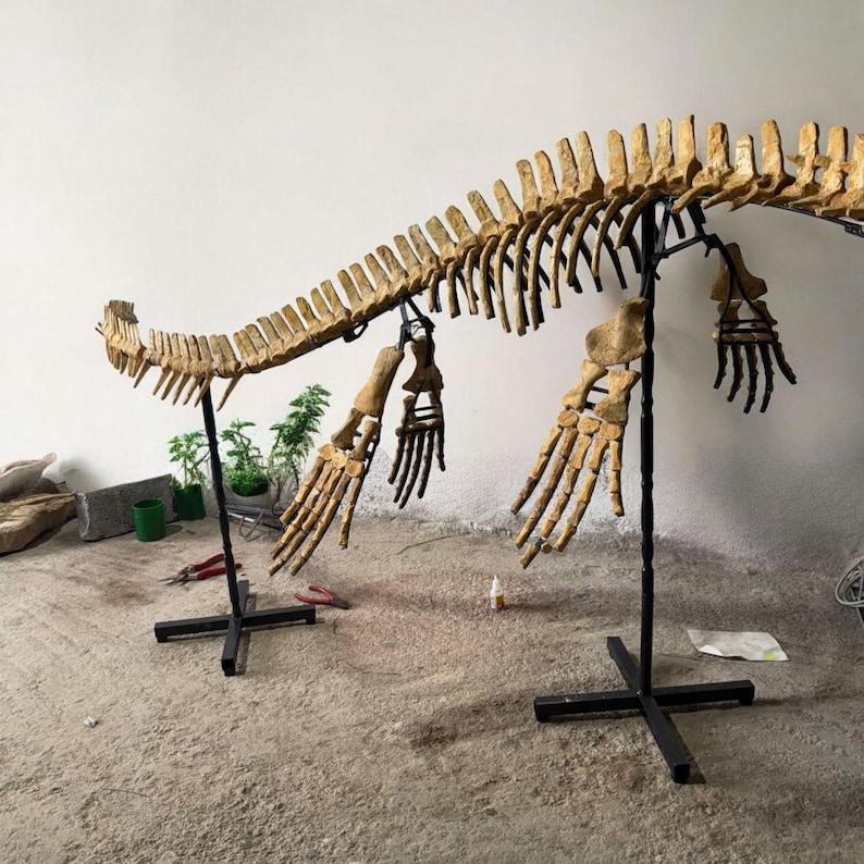 Exceptional Mosasaur Fossil Skeleton – 78-inch Dinosaur-era Marine ...