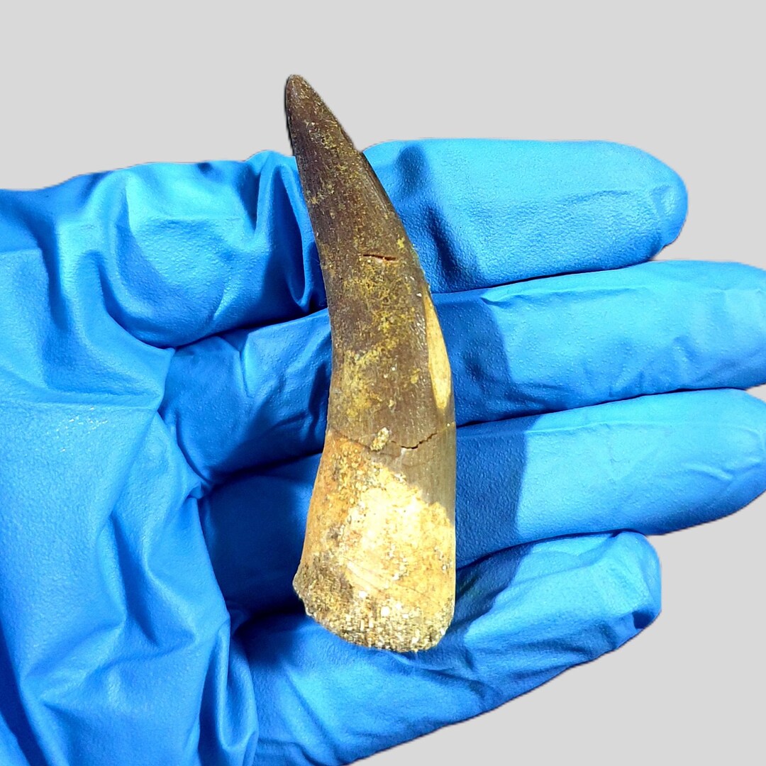 Rare Plesiosaurus Tooth Fossil - Jurassic Era - Morocco Upper ...