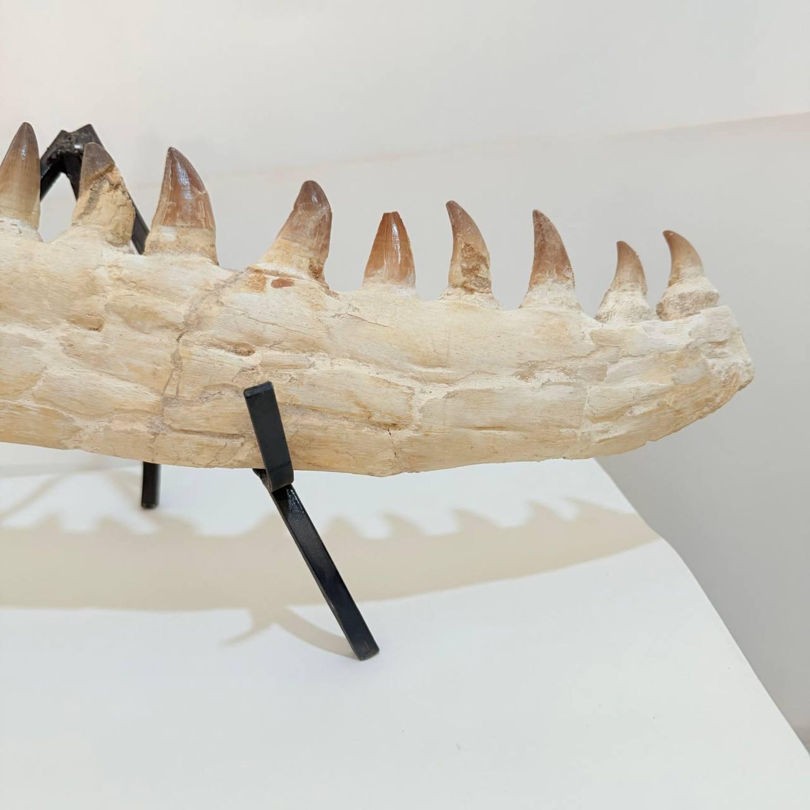 Real Mosasaurus Jaw Fossil: Cretaceous Marine Reptile, Morocco - Etsy