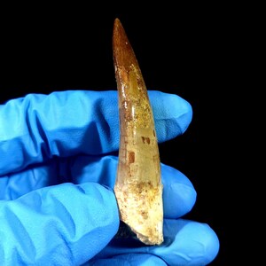 Rare Plesiosaurus Tooth Fossil - Jurassic Era - Morocco Upper ...