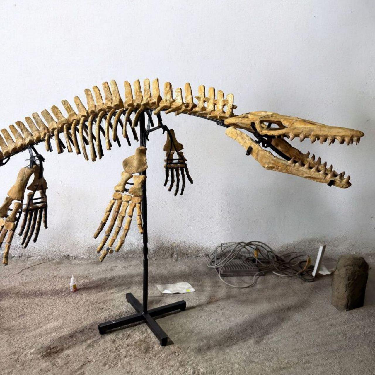 Exceptional Mosasaur Fossil Skeleton – 78-inch Dinosaur-era Marine ...