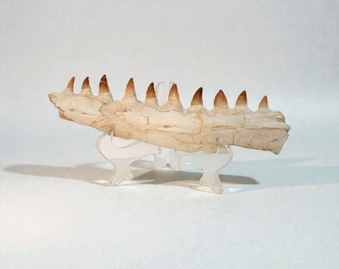 Mosasaurus Jaw Fragment Original Teeth Embedded Fossil Display Morocco ...
