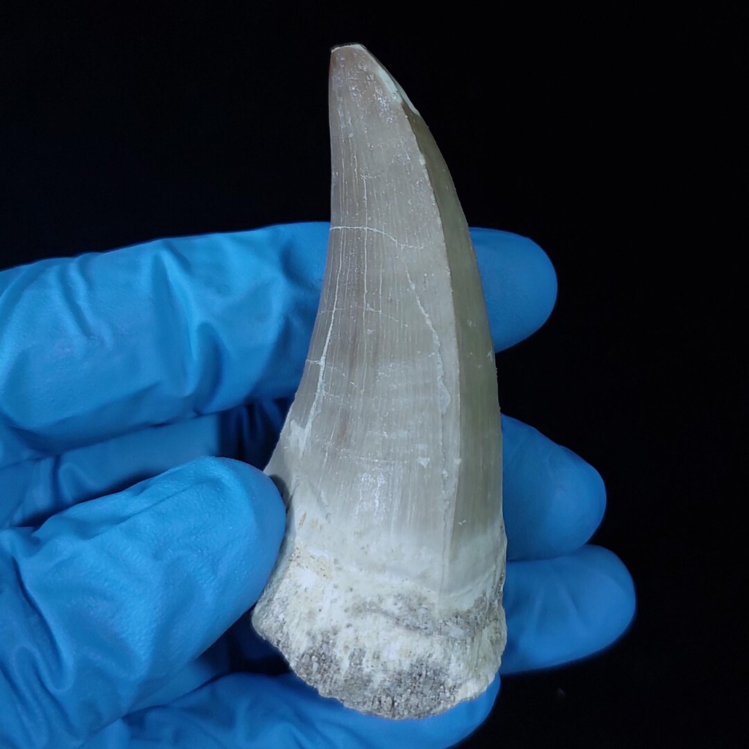 Super Rare Tylosaur Tooth Fossil Mosasaur Tooth Display Specimen - Etsy