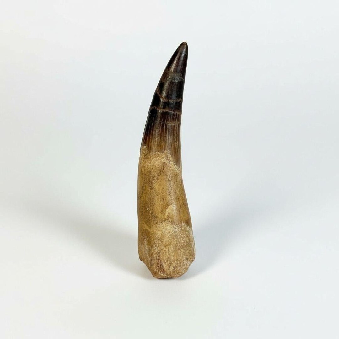 Giant Spinosaurus Dinosaur Relic | Authentic Cretaceous Predator ...