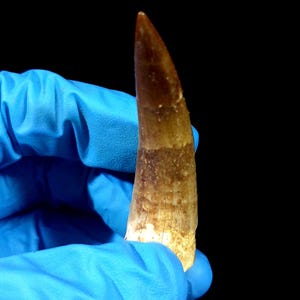 Rare Plesiosaurus Tooth Fossil - Jurassic Era - Morocco Upper ...