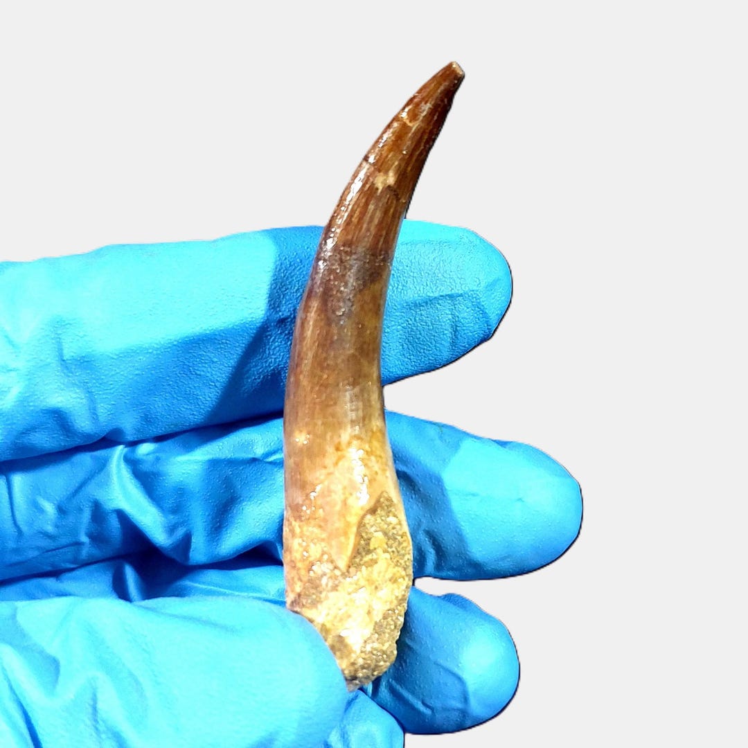 Cretaceous Plesiosaur (loch Ness Monster) Tooth From Morocco ...