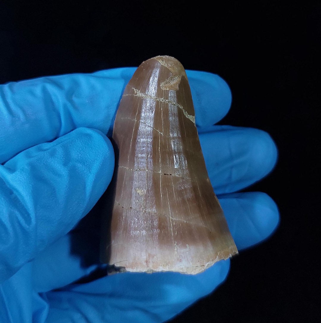 NICE Tylosaurus Tooth Rare Mosasaurus Fossilized Dinosaur Teeth - Etsy