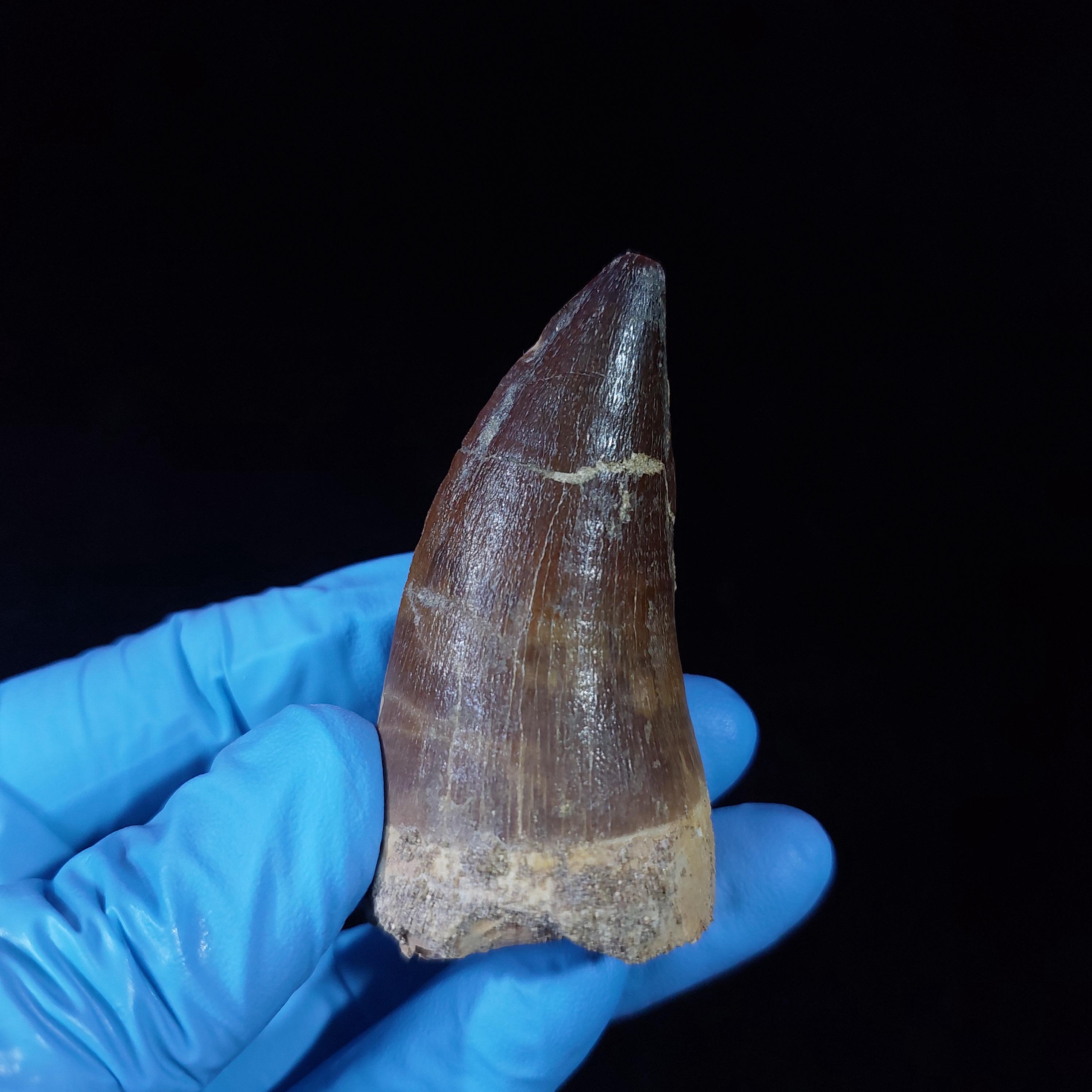 NICE Mosasaurus Water Dinosaur Tooth- AUTHENTIC Fossilized Mosasaur ...