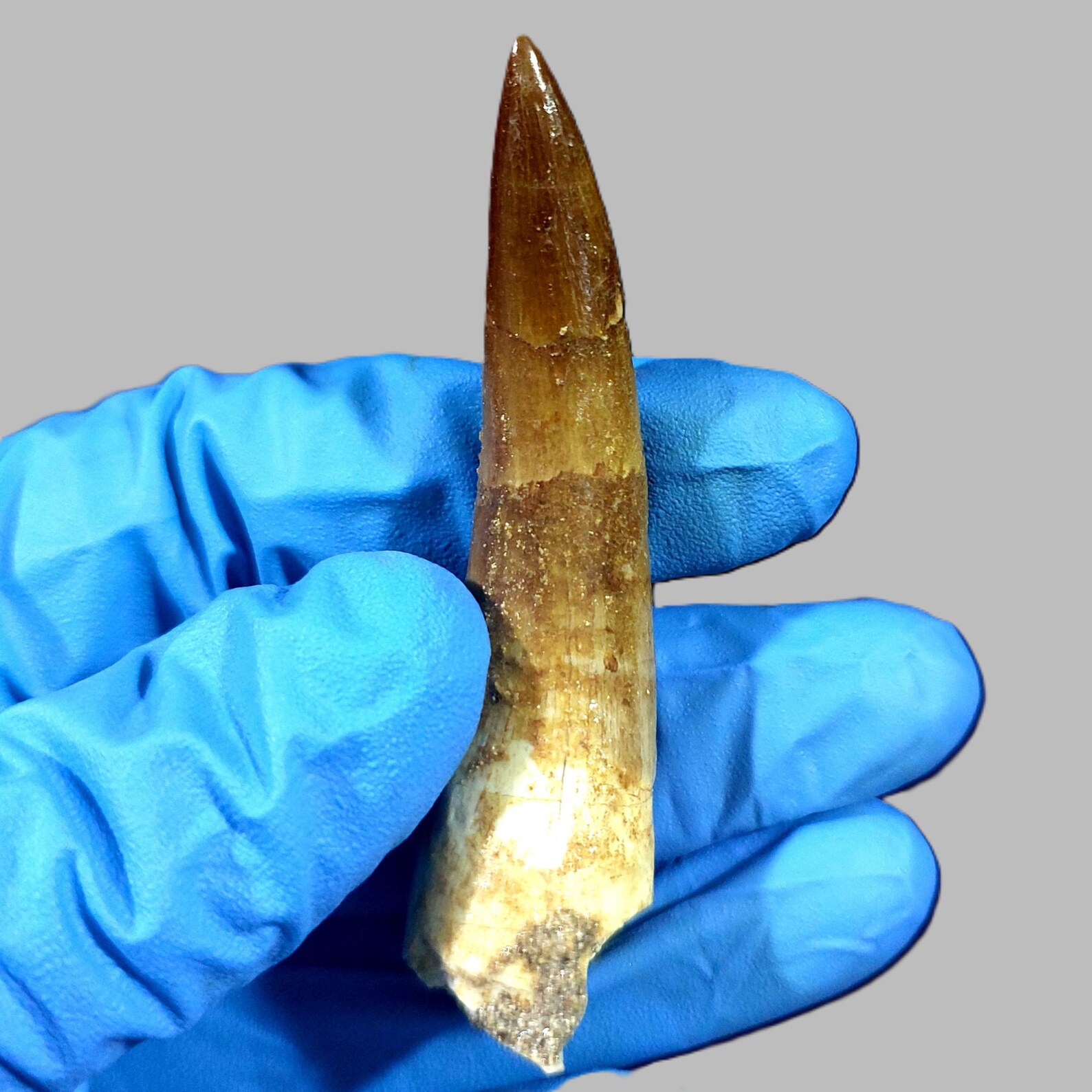Rare Plesiosaurus Tooth Fossil - Jurassic Era - Morocco Upper ...