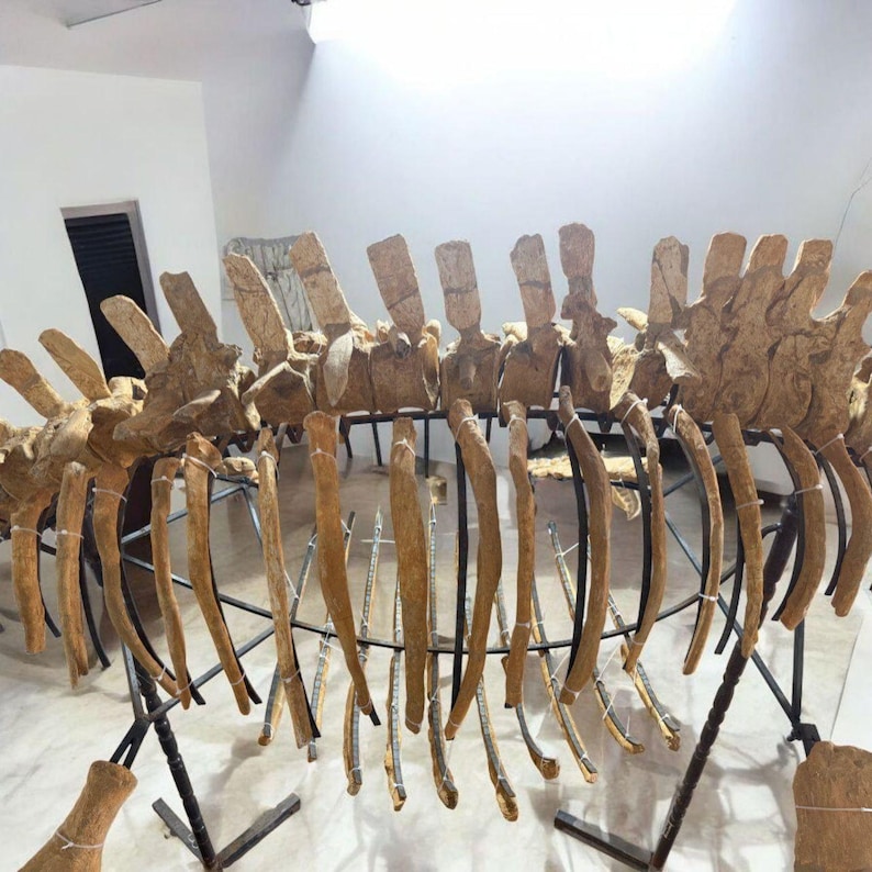Authentic Plesiosaurus Skeleton Zarafasaura Oceanis Fossil – 196 IN ...