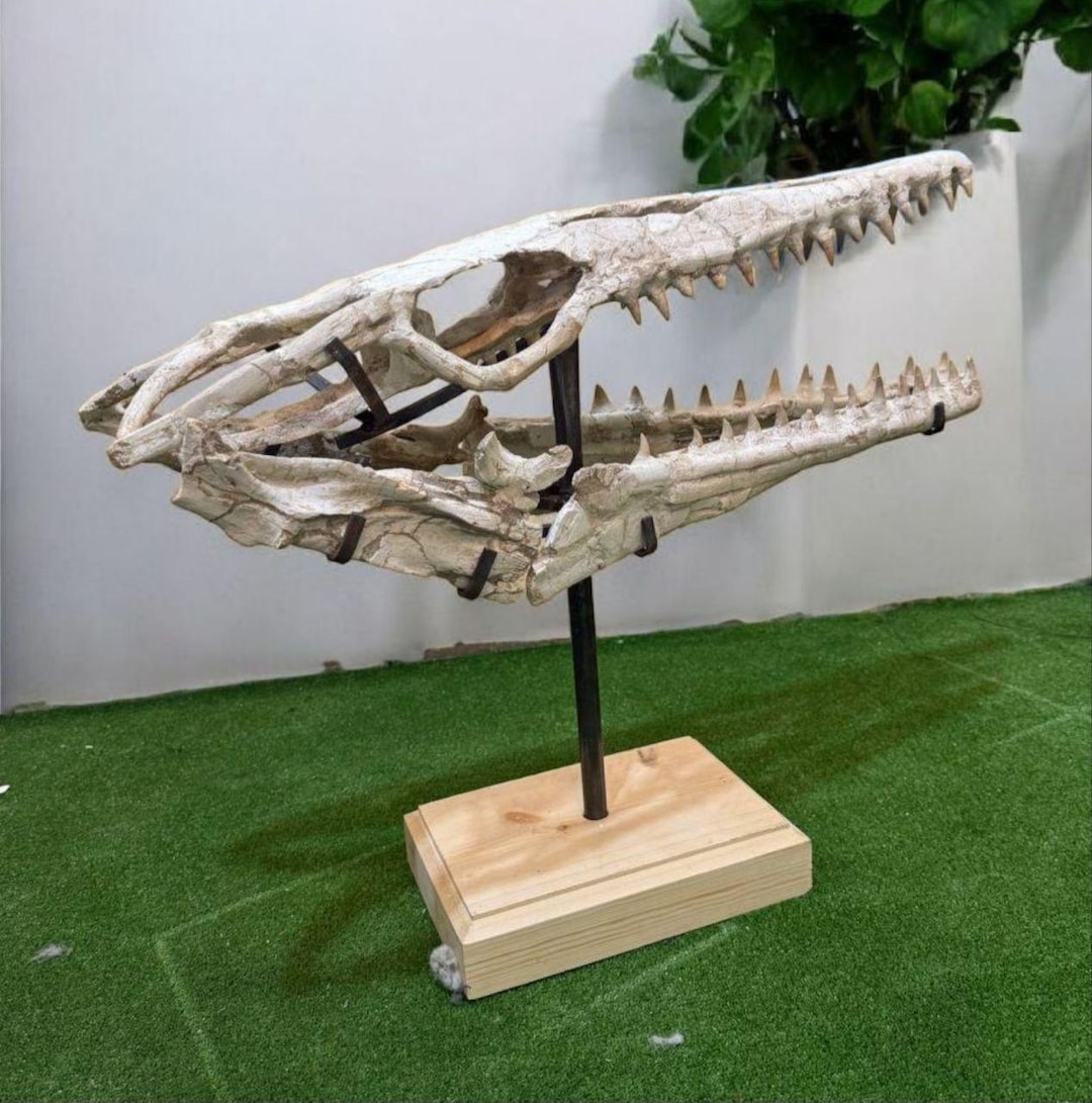 Fossilized Mosasaurus Platecarpus Skull Prehistoric Mosasaur Fossils ...